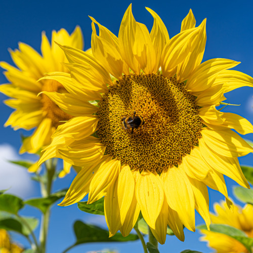 SUVEX - Sonnenblumensorte - KWS SAAT | kws.de